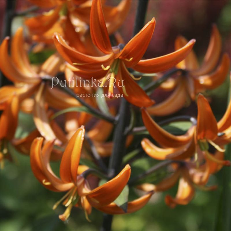 Лилия мартагон Orange Marmelade (Lilium martagon Orange Marmelade)