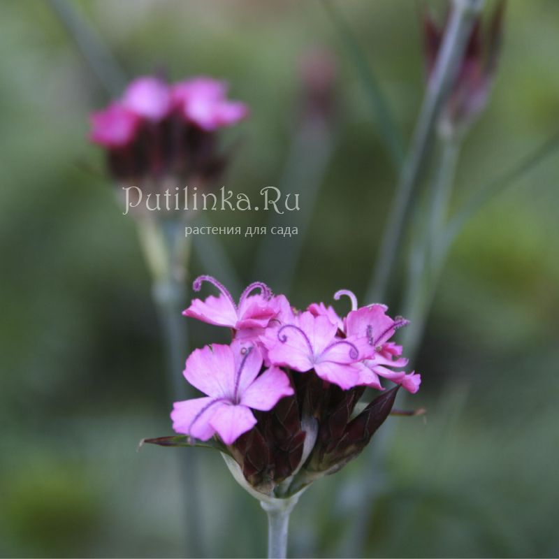 Гвоздика понтедерская (Dianthus pontederae)