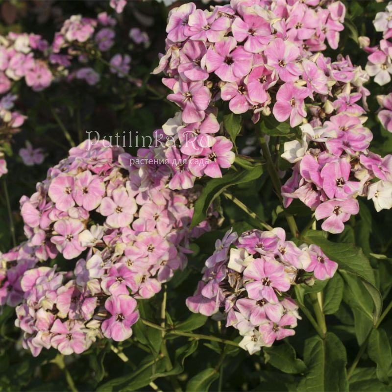 Флокс метельчатый Sherbet Blend (Phlox paniculata Sherbet Blend)