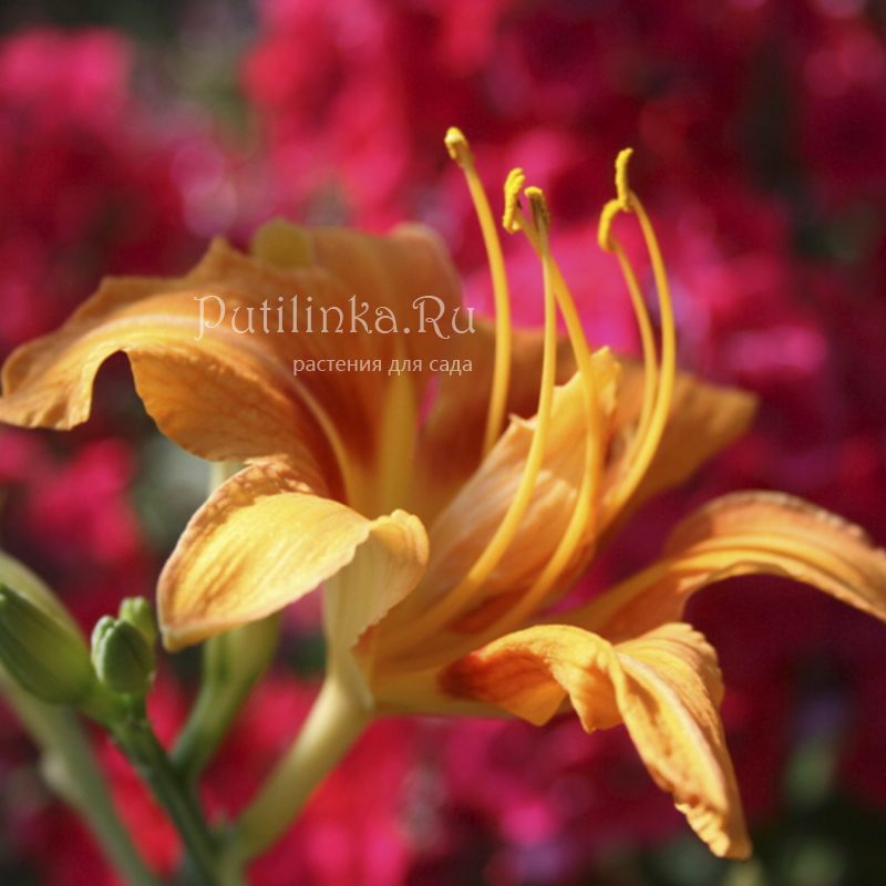 Лилейник Kwanso Variegata (Hemerocallis Kwanso Variegata)